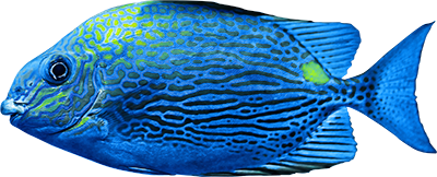 Reading kb1 | Genially