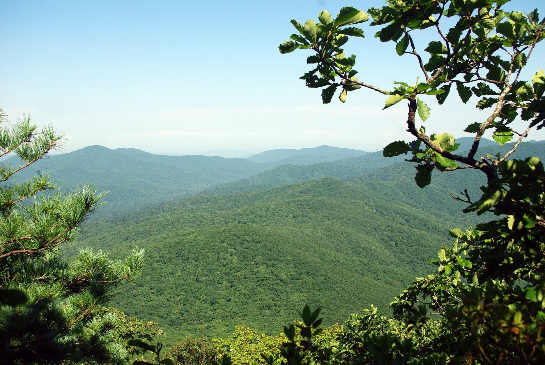 Essential Presentation | Genially