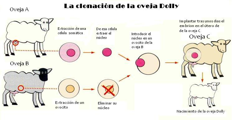 INFOGRAFÍA SOBRE LA CLONACIÓN | Genially