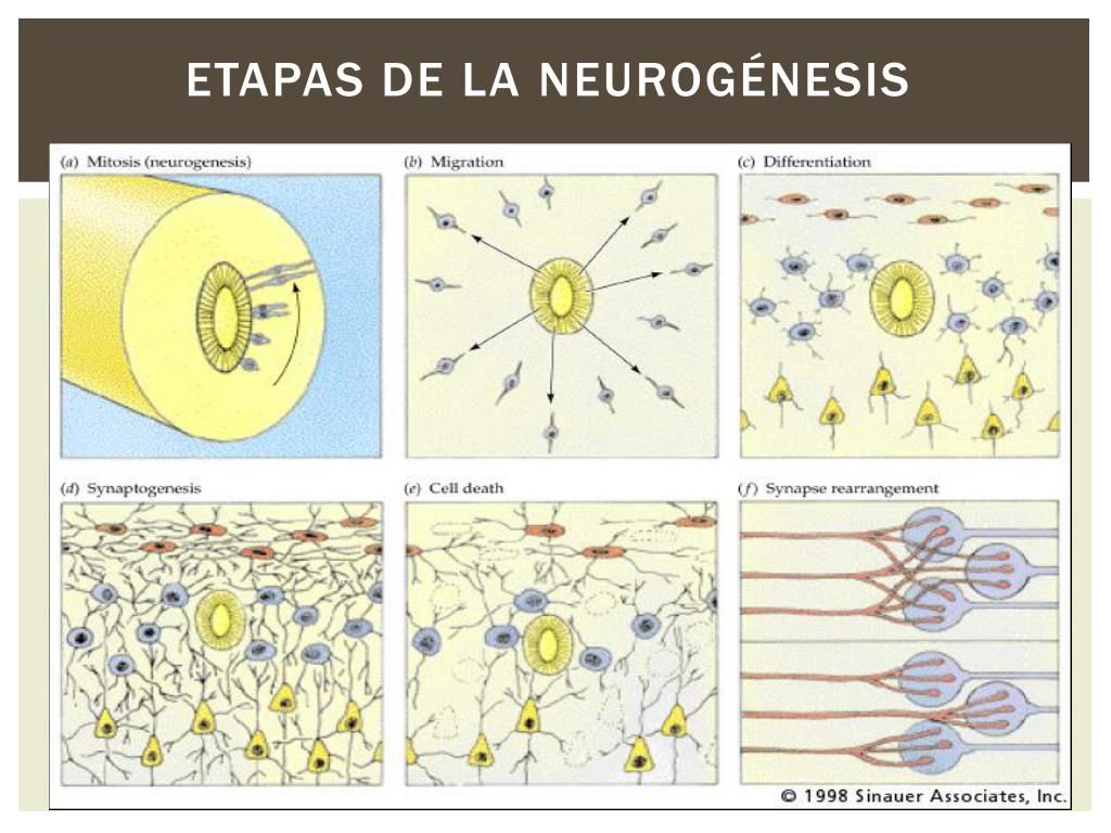 ETAPAS DE LA NEUROG'ENESIS | Genially