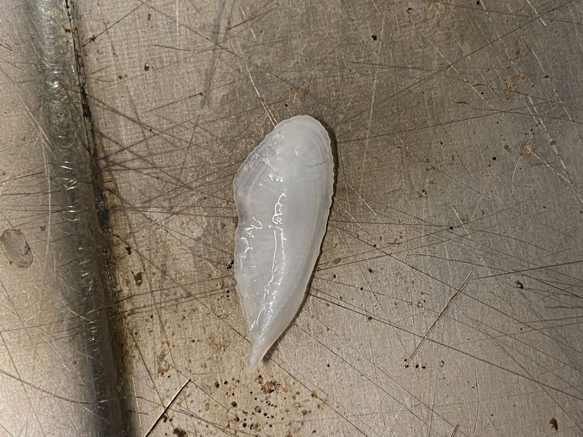 INFO GENIAL | Genially