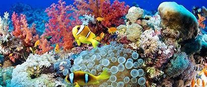 Carte mentale cerveau | Genially