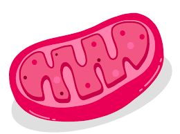 Niveles de organización de la materia