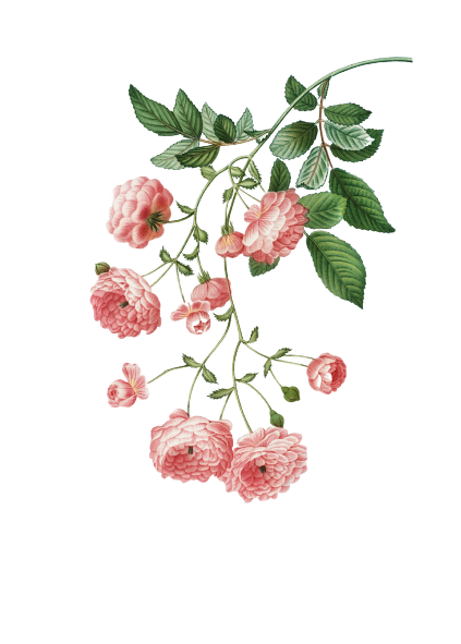 PLANT GROWTH STAGES | Genially