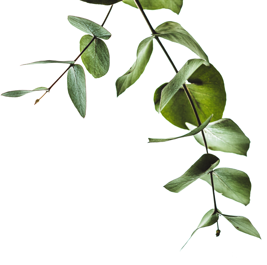 PLANT GROWTH STAGES | Genially