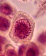 Mitose.iolanda | Genially