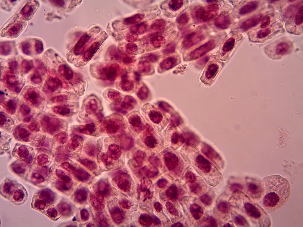 Mitose.iolanda | Genially