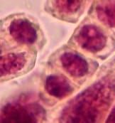 Mitose.iolanda | Genially