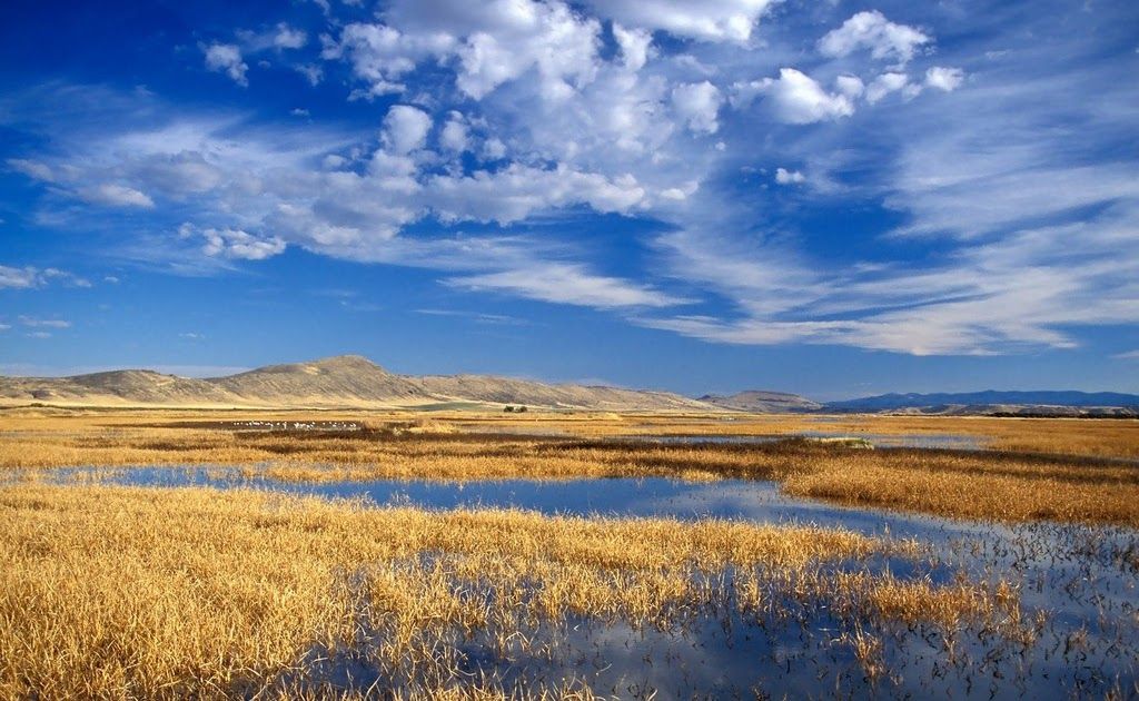 Estepa o Pradera: Que son las estepas o praderas? | Genially