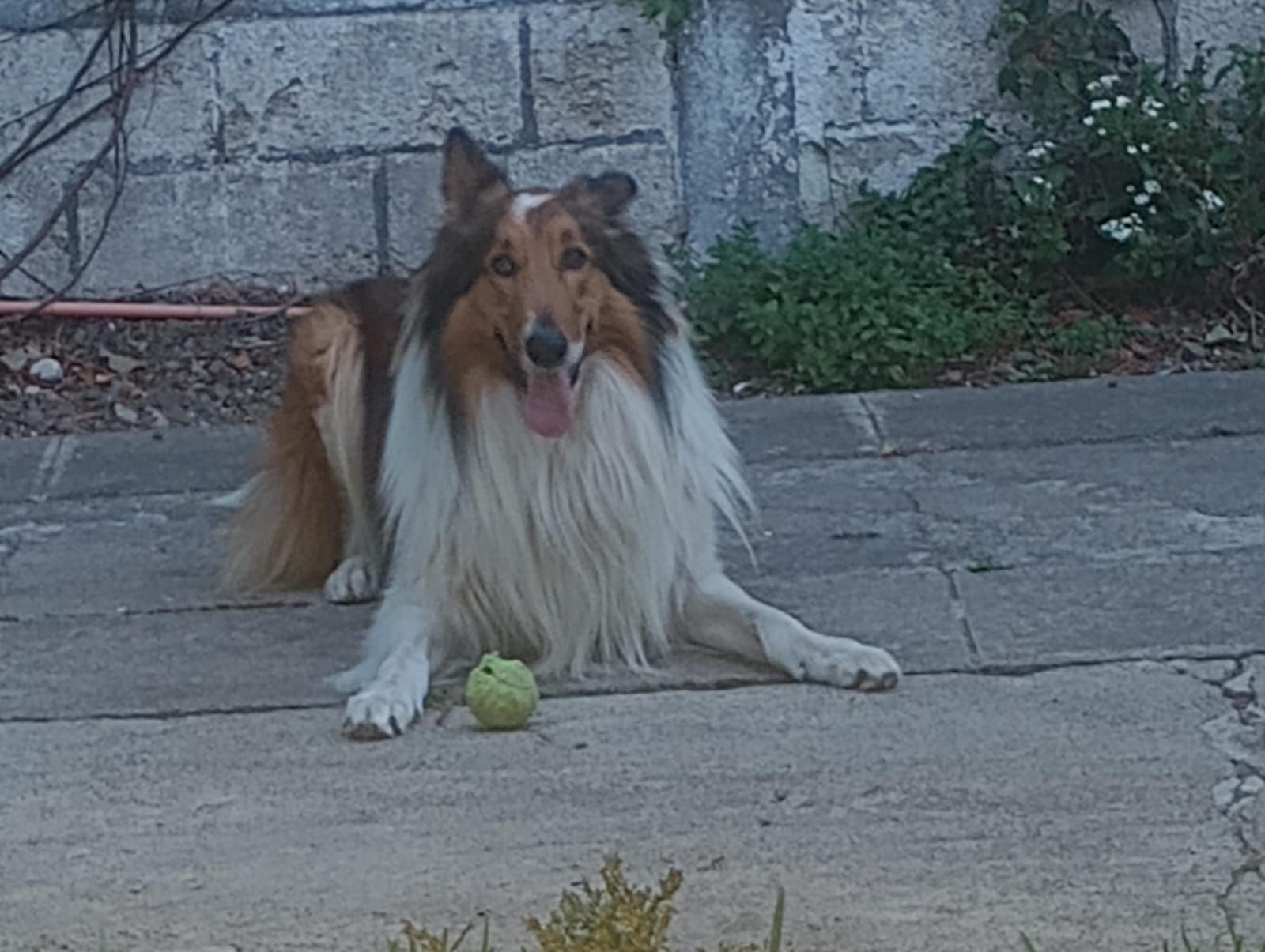 ÁRBOL FAMILIAR de Marvin Gomez