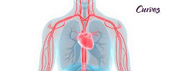 INFOGRAFÍA SISTEMA CIRCULATORIO | Genially