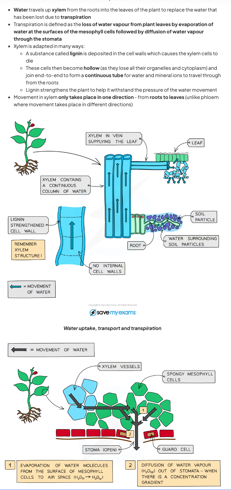 Uptake of water in the roots
