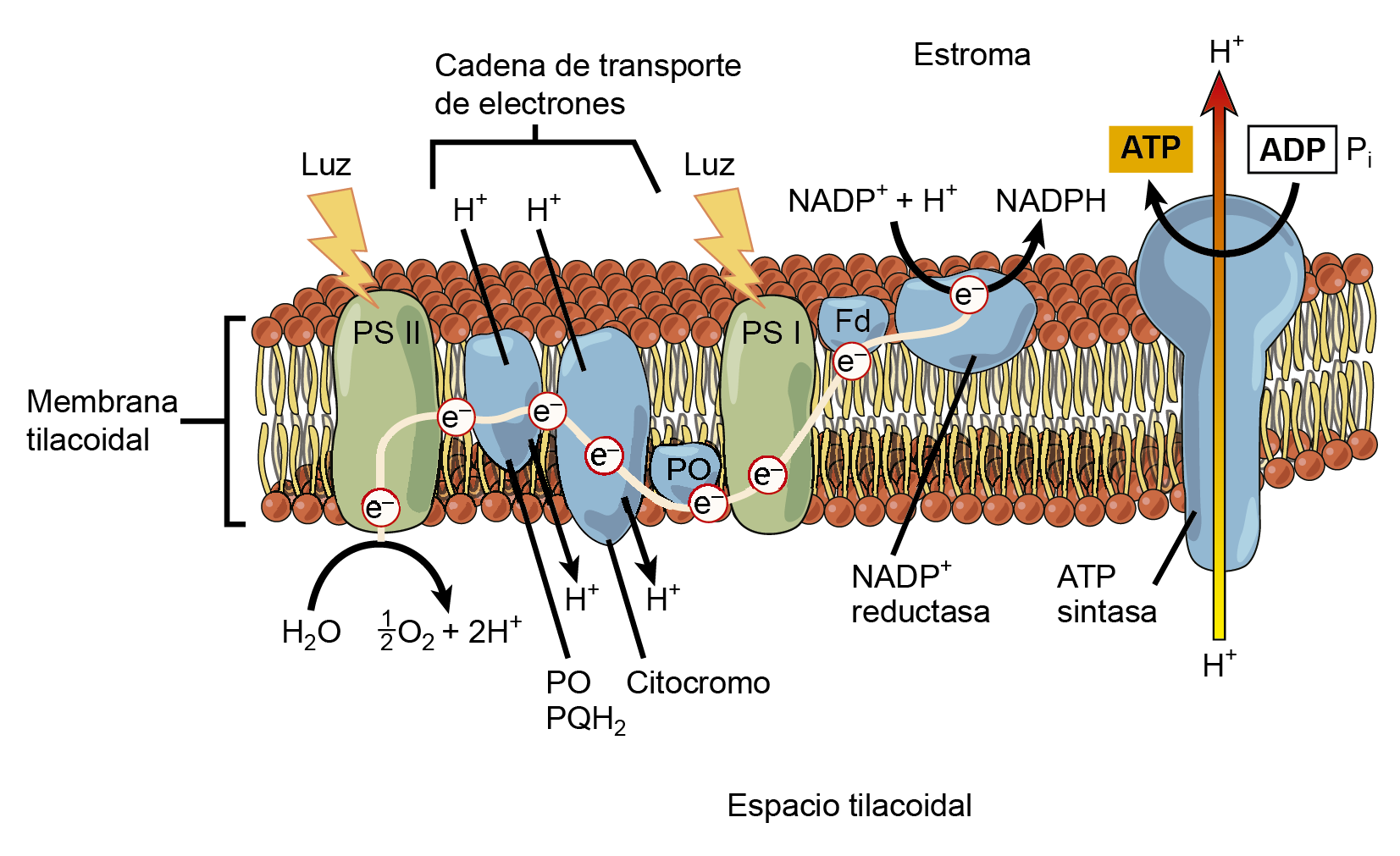 Fases de la fotosíntesis | Genially