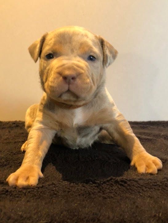 BASIC INFOGRAPHIC | Genially