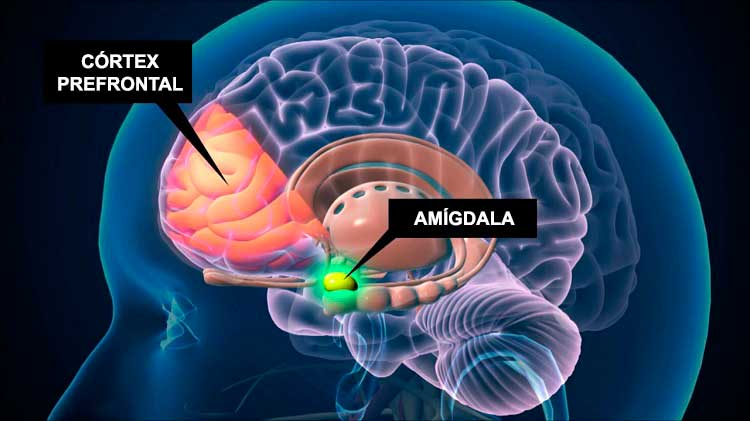 VIAS SEROTONINÈRGICAS | Genially