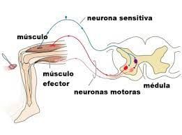 Arco y acto reflejo | Genially