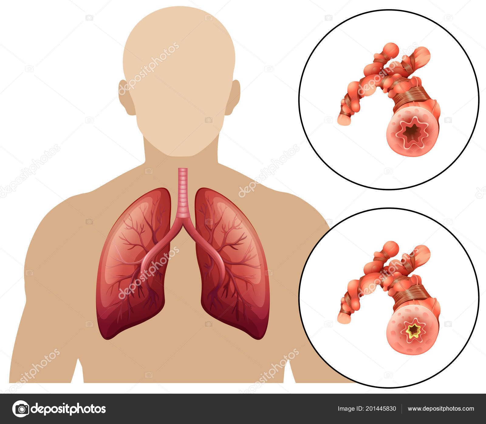 MAPA MENTAL EPOC | Genially