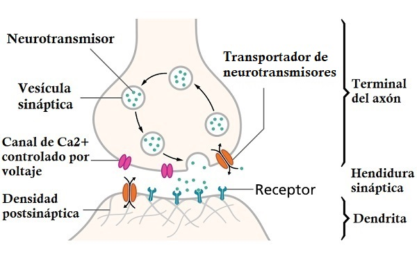 INFOGRAFIA SOBRE NEUROTRANSMISORES