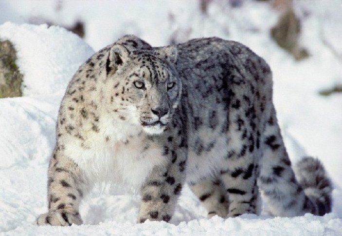 snow leopard | Genially
