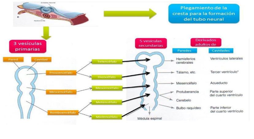 desarrollo embriológico y división del sistema nervioso | Genially
