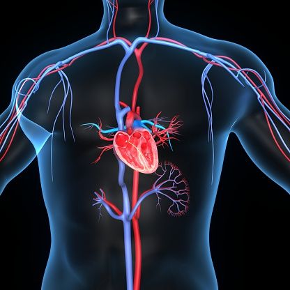 révisions cardiovasculaire | Genially
