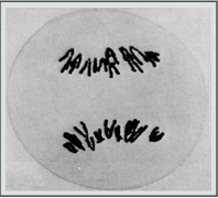Meiose Quiz Genially