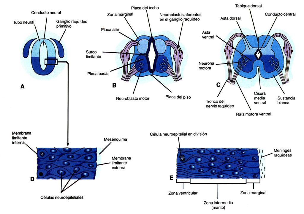 División del sistema nervioso y el desarrollo embriologico so | Genially