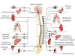 División del sistema nervioso y el desarrollo embriologico so | Genially