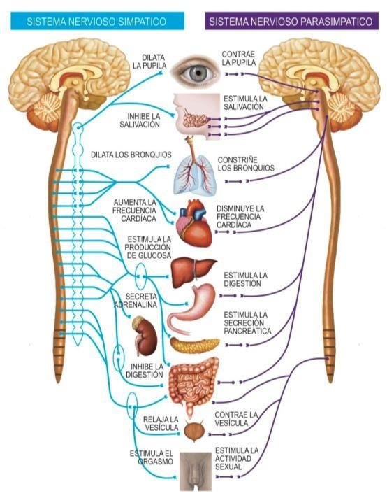 División del sistema nervioso y el desarrollo embriologico so | Genially