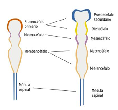 División del sistema nervioso y el desarrollo embriologico so | Genially