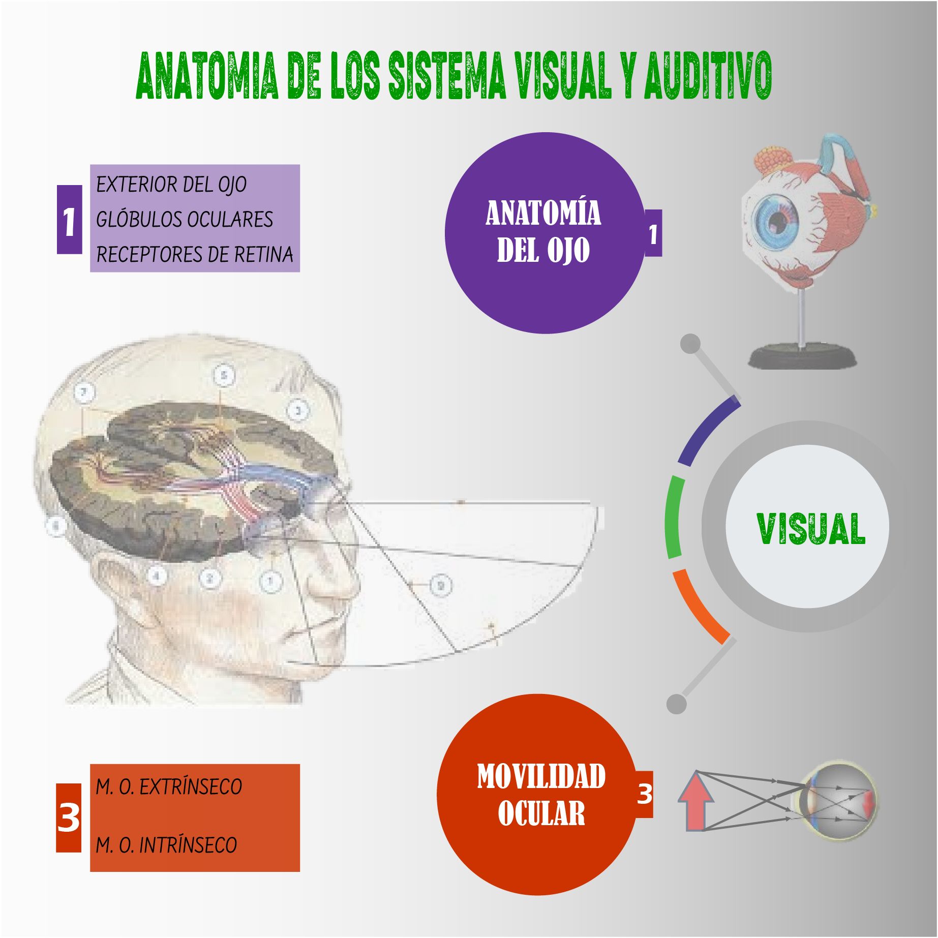 Imágenes De Anatomía Del Ojo Ojo Ilustraciones Stock, Vectores, Y