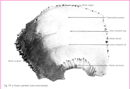 Hueso Parietal | Genially