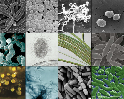 Archaea y bacteria | Genially