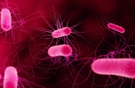 Archaea y bacteria | Genially