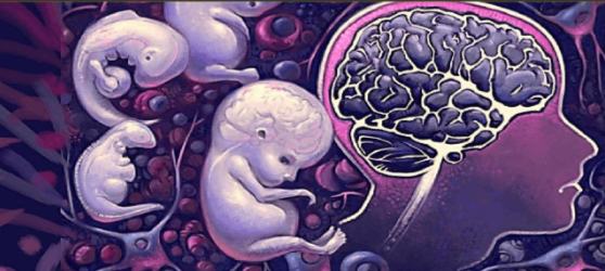 Sistema Nervioso y su origen embriológico | Genially