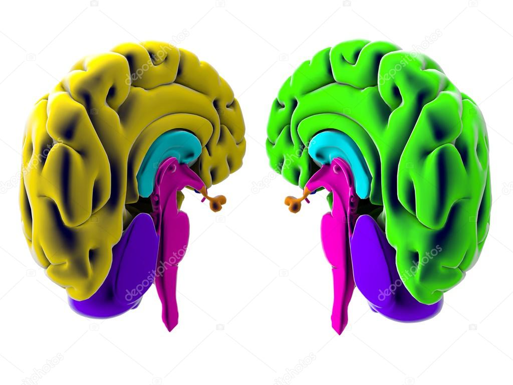 Esquema 3D del cerebro. | Genially