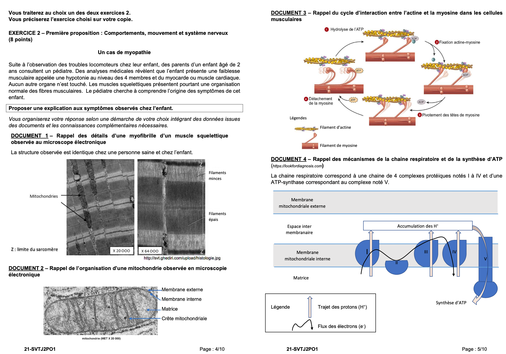 exercices muscle et sa contraction | Genially