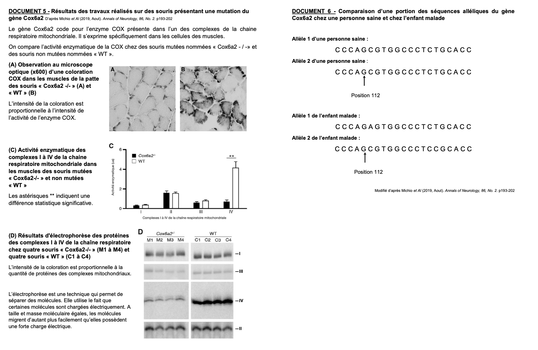 exercices muscle et sa contraction | Genially