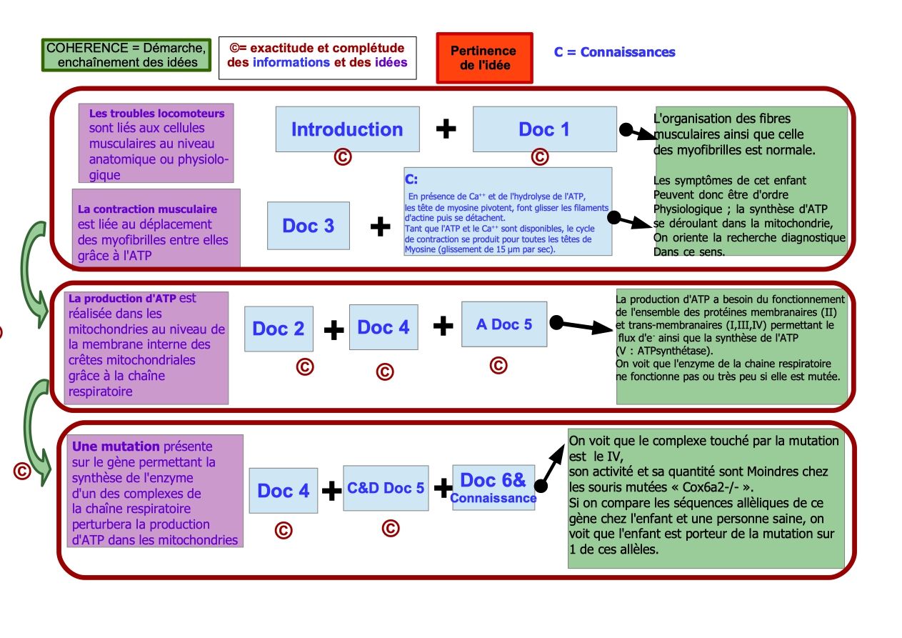 exercices muscle et sa contraction | Genially