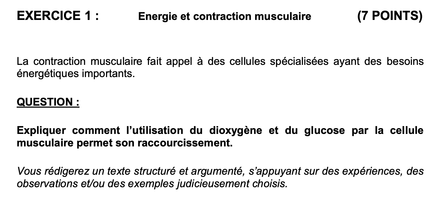 exercices muscle et sa contraction | Genially