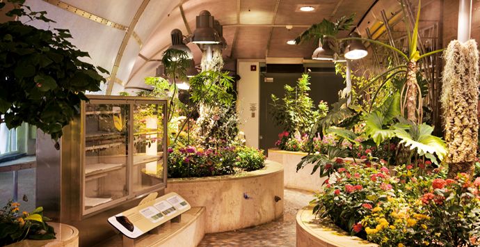 Plants Create Meaning Museum by Cassidy Kercsmar | Genially