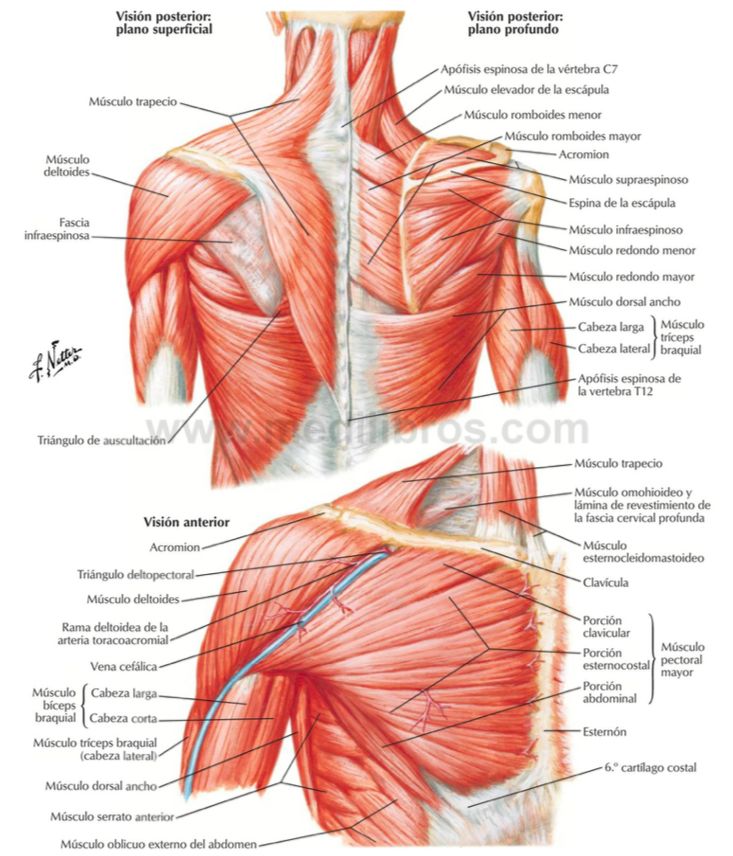 MÚSCULOS DEL MIEMBRO SUPERIOR | Genially