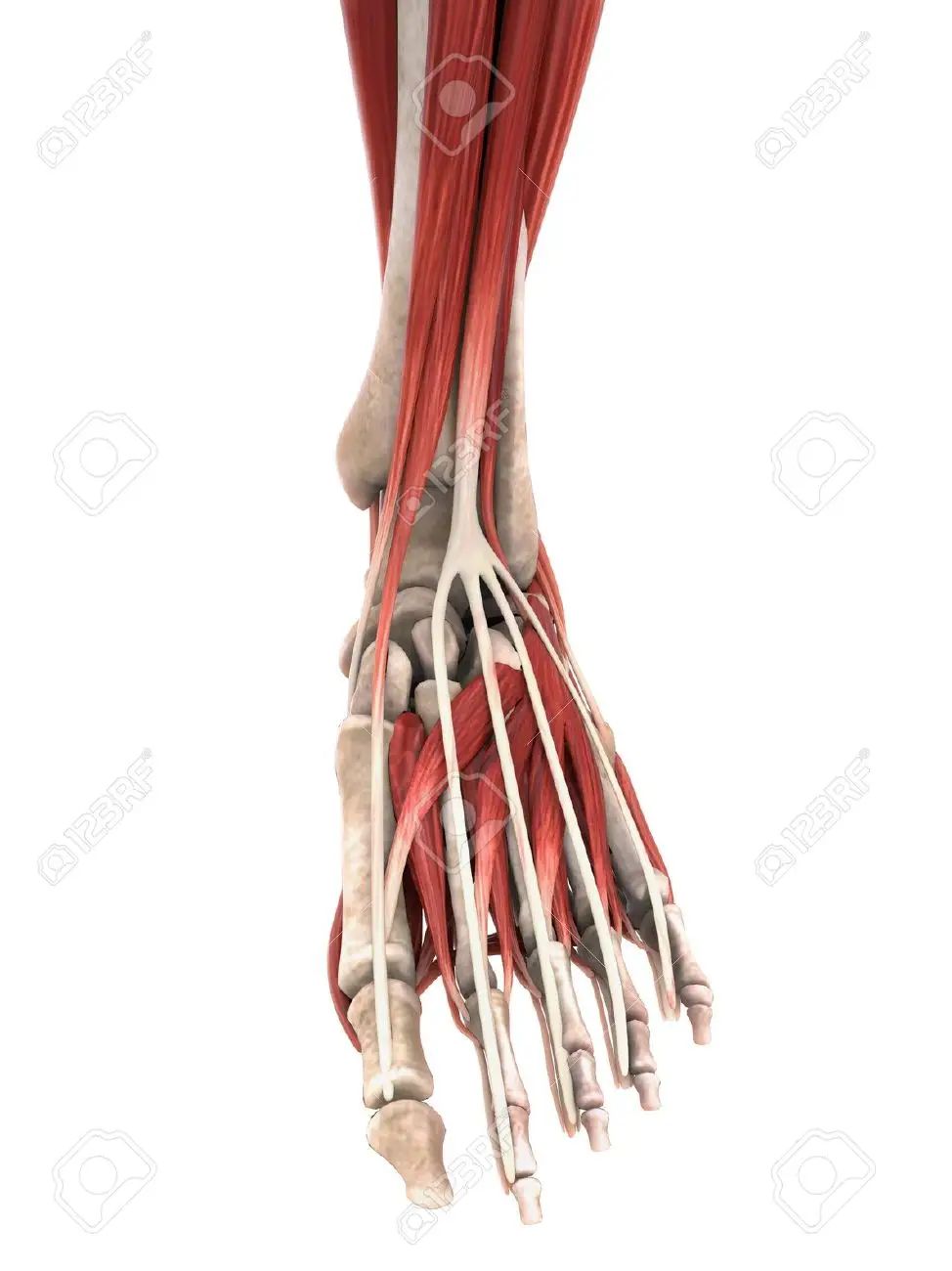 Extensor Corto De Los Dedos