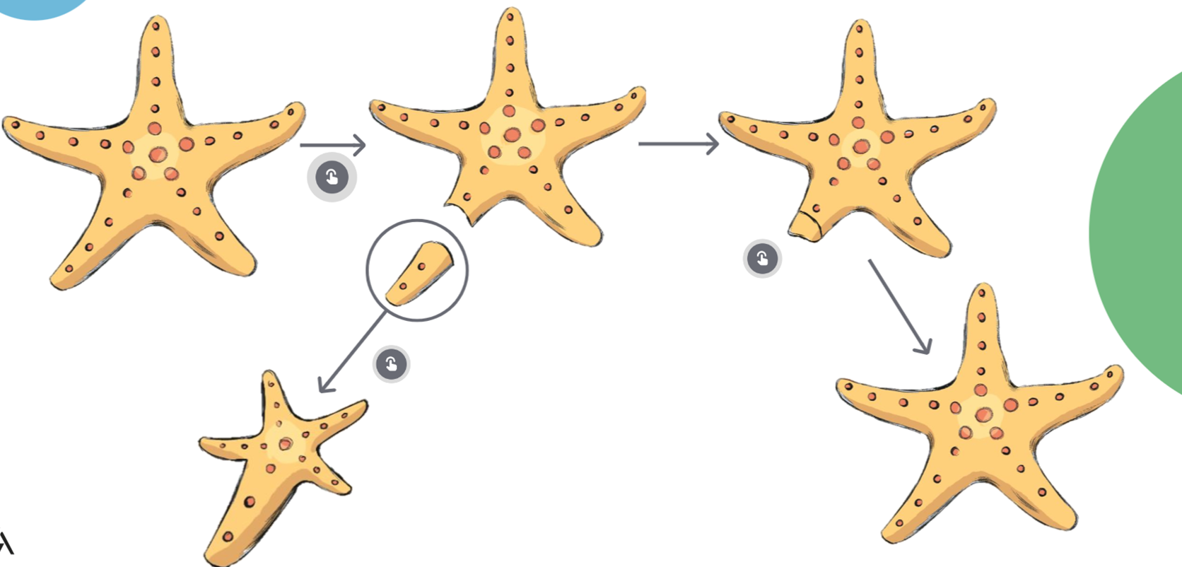 Regeneración Estrella de mar | Genially