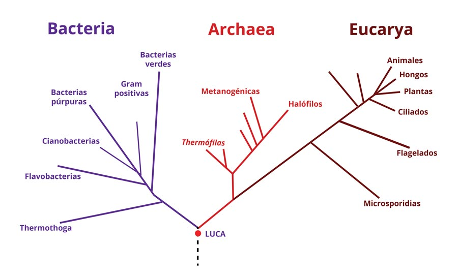 DOMINIO ARCHEA Y BACTERIA