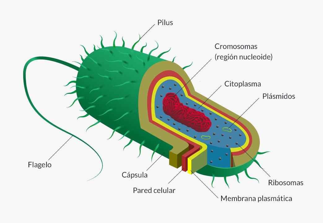 DOMINIO ARCHEA Y BACTERIA