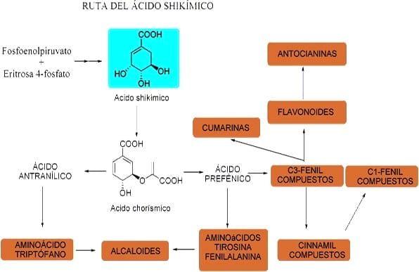 Infografía de la ruta del ácido shikímico | Genially