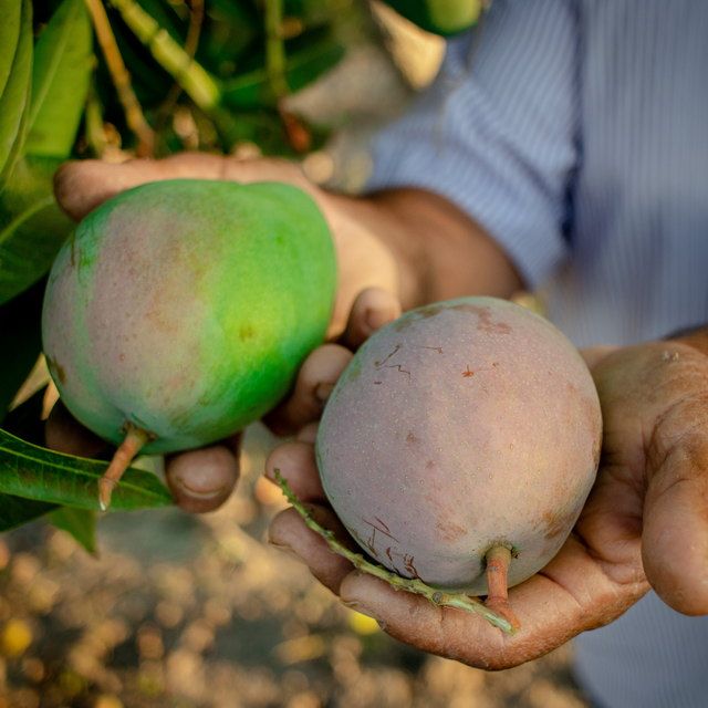 FAIR TRADE | Genially