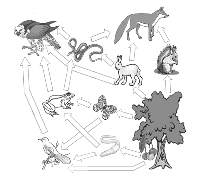 Food Web Interactive | Genially