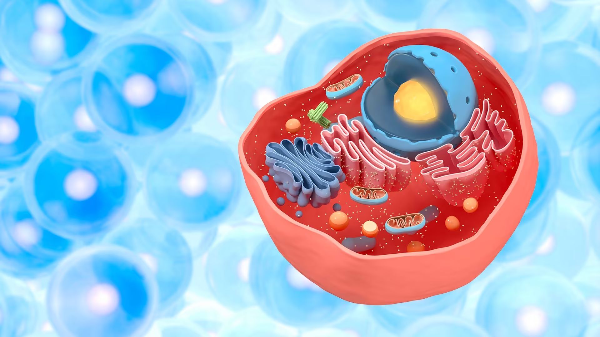 Le cellule eucarioti | Genially